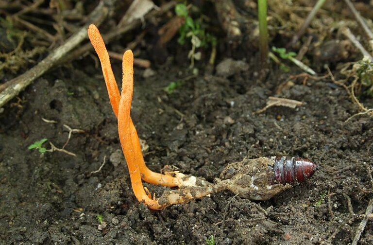 Cordyceps, el hongo parásito que es beneficioso para la salud